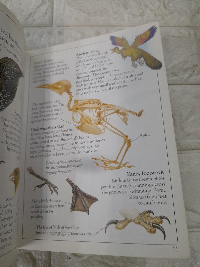 Dk Birds, Hobbies & Toys, Books & Magazines, Children's Books on Carousell