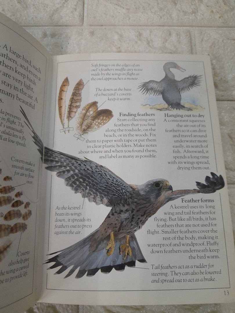 Dk Birds, Hobbies & Toys, Books & Magazines, Children's Books on Carousell