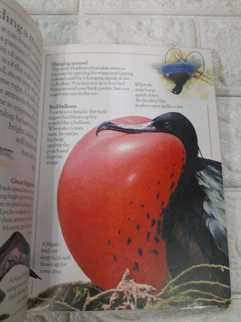 Dk Birds, Hobbies & Toys, Books & Magazines, Children's Books on Carousell