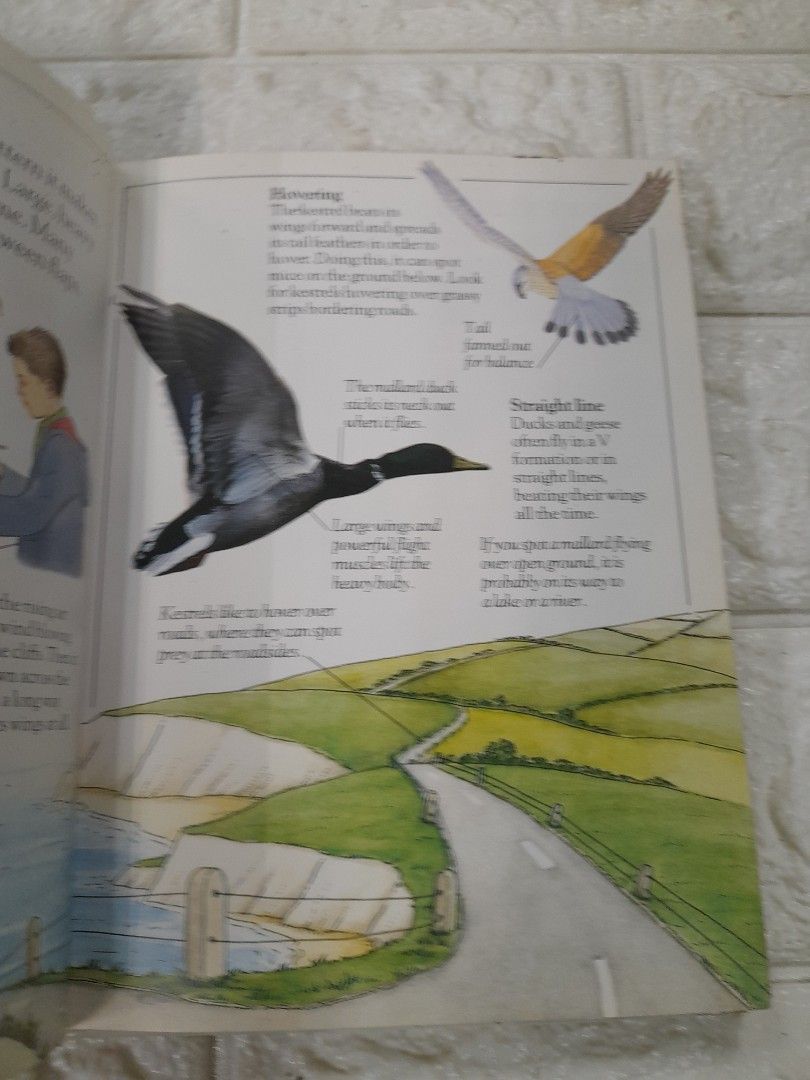 Dk Birds, Hobbies & Toys, Books & Magazines, Children's Books on Carousell