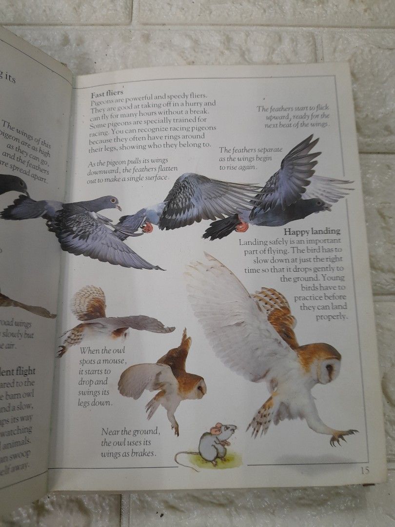 Dk Birds, Hobbies & Toys, Books & Magazines, Children's Books on Carousell