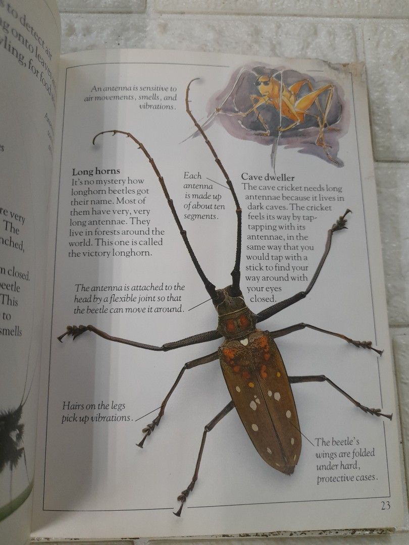 Dk Insects, Hobbies & Toys, Books & Magazines, Children's Books on ...