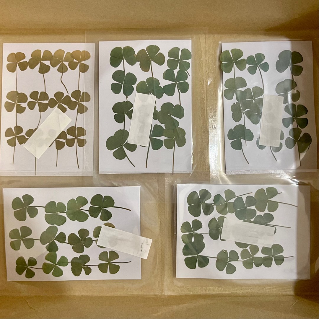 Dried four leaf clover, Hobbies & Toys, Stationary & Craft, Flowers ...