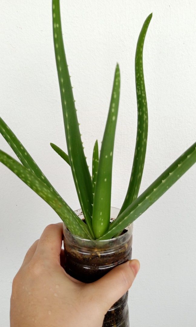 Edible Aloe Vera Plantlets, Furniture & Home Living, Gardening, Plants ...