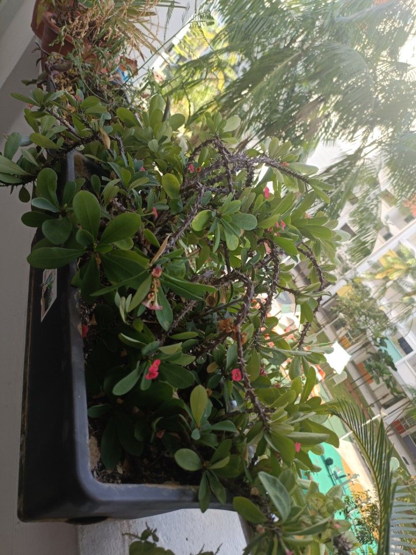 Kiss me quick plant (Queen of thorns), Furniture & Home Living ...