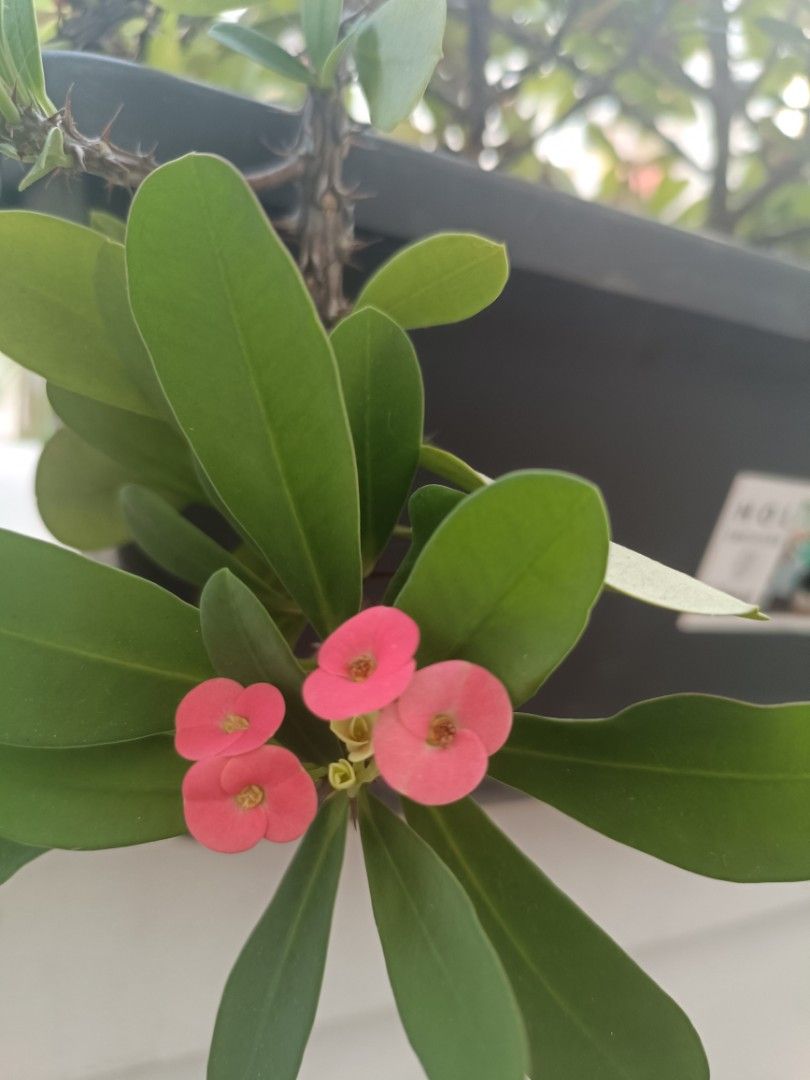 Kiss me quick plant (Queen of thorns), Furniture & Home Living ...