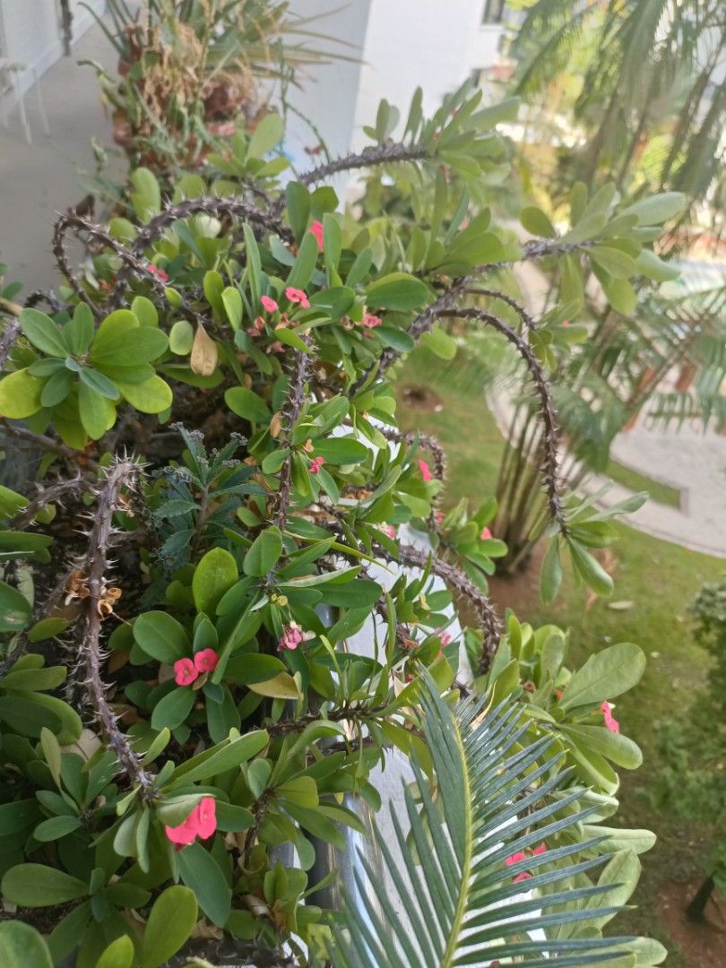 Kiss me quick plant (Queen of thorns), Furniture & Home Living ...