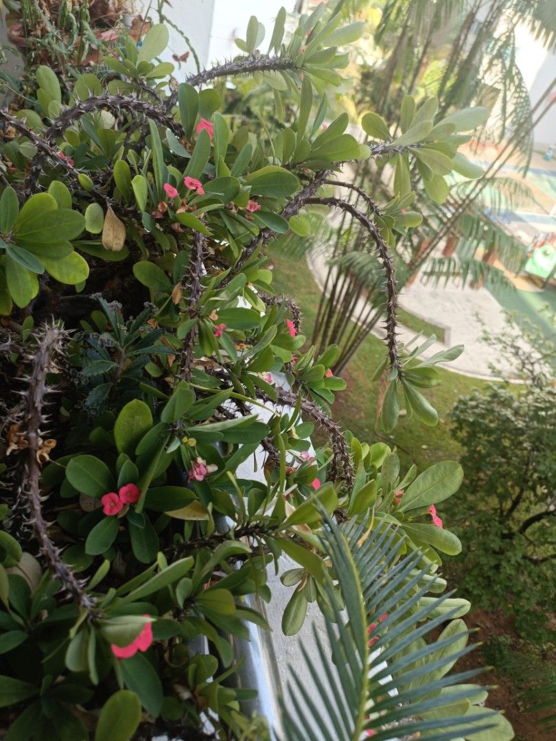 Kiss me quick plant (Queen of thorns), Furniture & Home Living ...