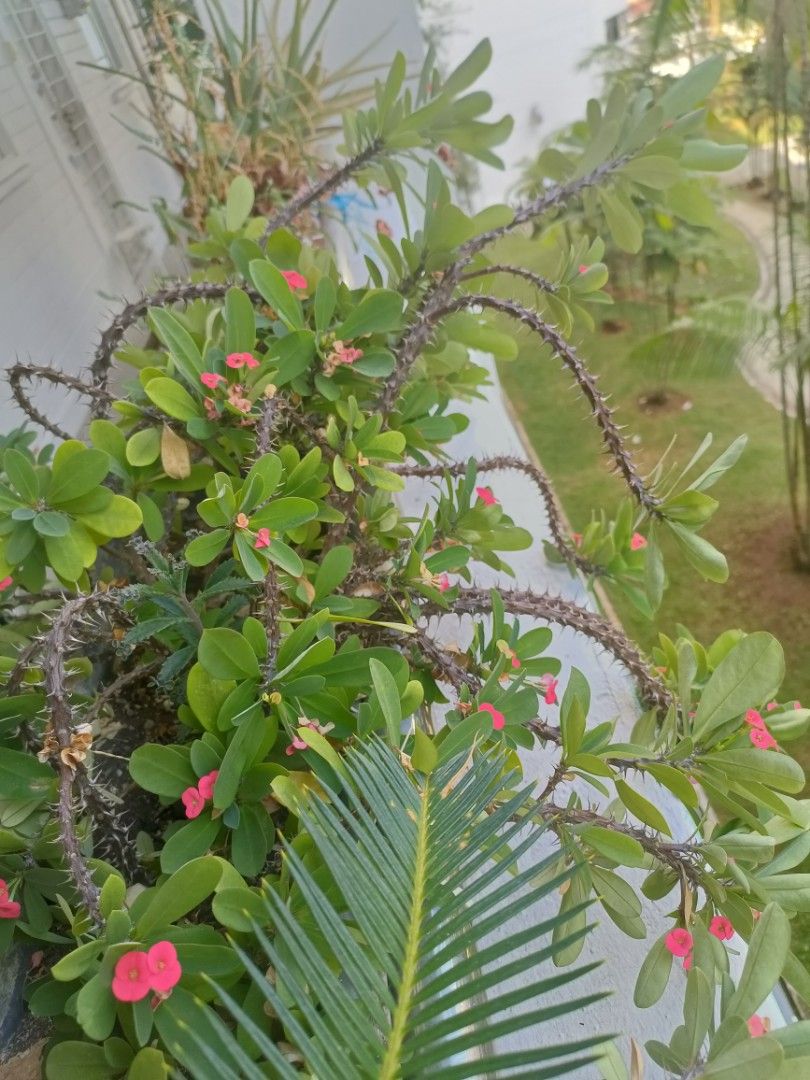 Kiss me quick plant (Queen of thorns), Furniture & Home Living ...