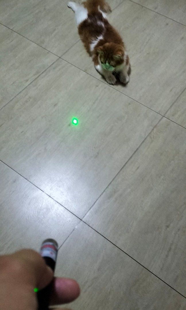Laser pointer, Everything Else on Carousell