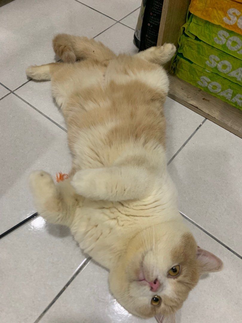 Mating Service, Pet Supplies, Health & Grooming on Carousell