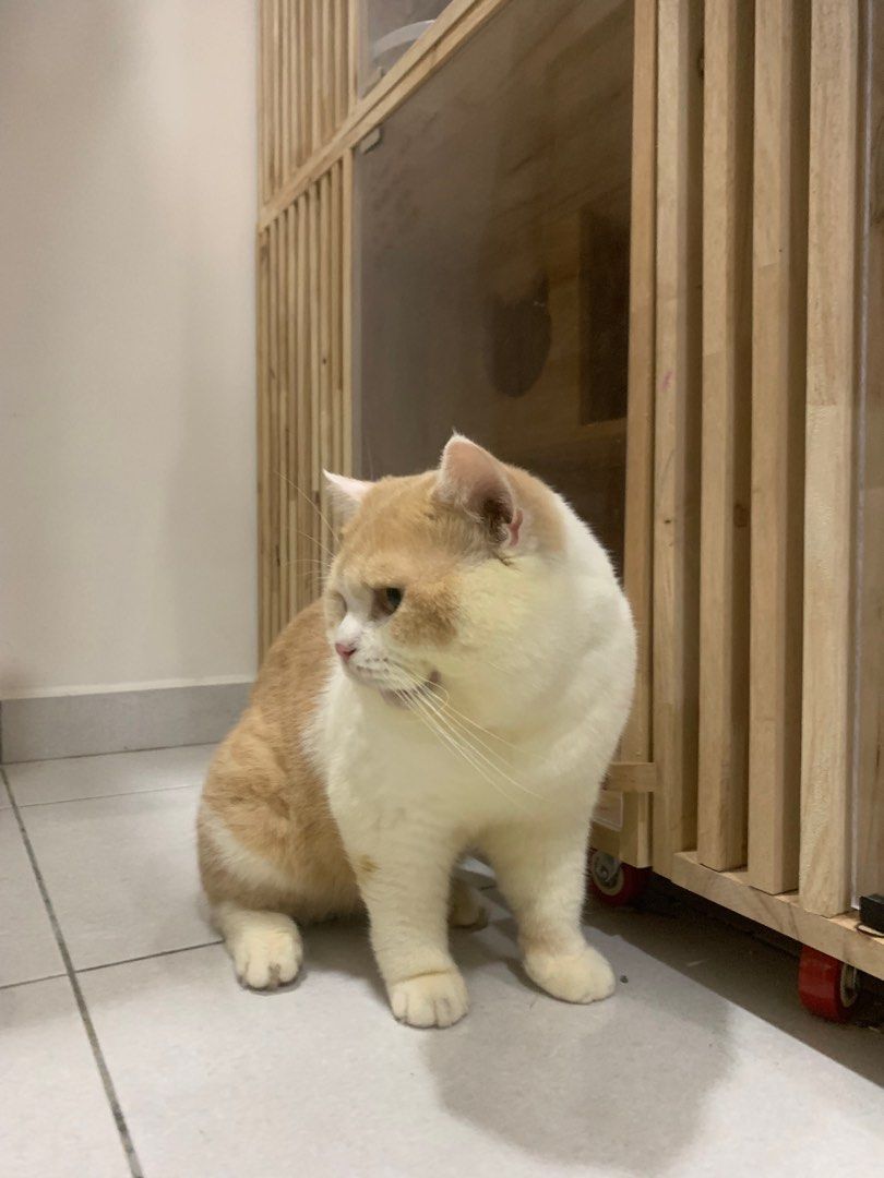 Mating Service, Pet Supplies, Health & Grooming on Carousell