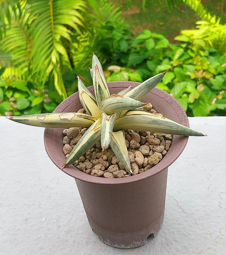Lavranos 1970 White Variegated - Blue Clone (Sansevieria), Furniture ...