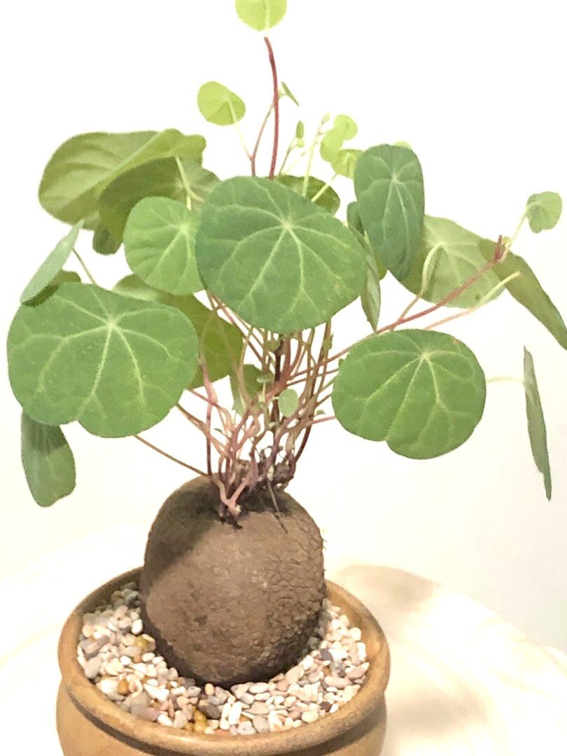 Stephania Cepharantha , Furniture & Home Living, Gardening, Plants ...