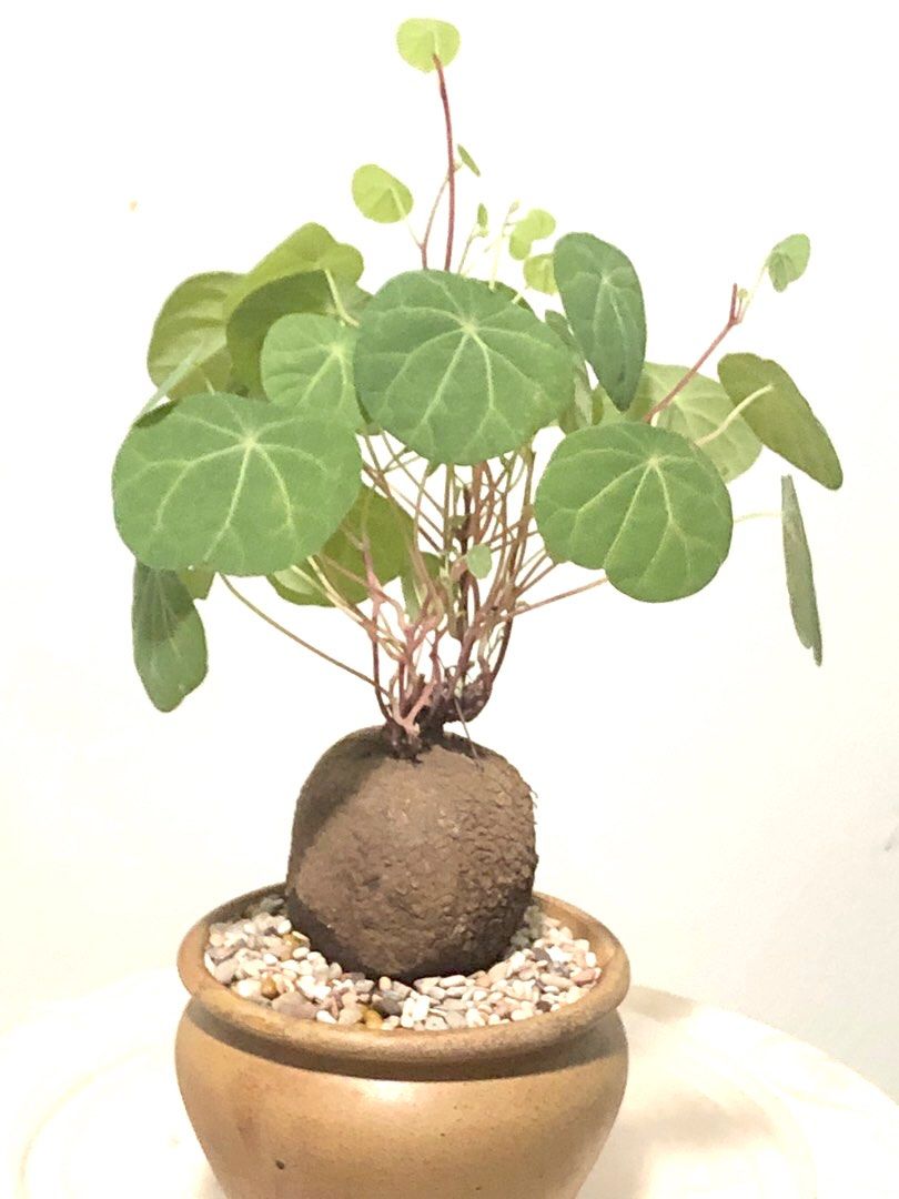 Stephania Cepharantha , Furniture & Home Living, Gardening, Plants ...