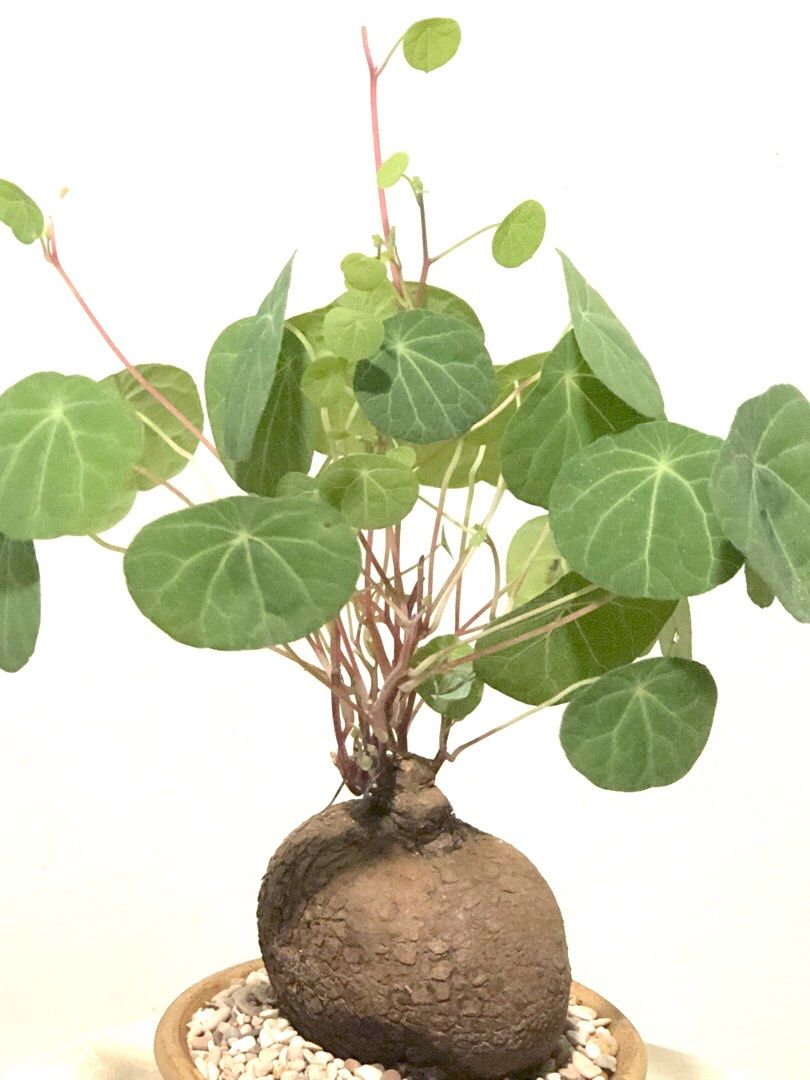 Stephania Cepharantha , Furniture & Home Living, Gardening, Plants ...