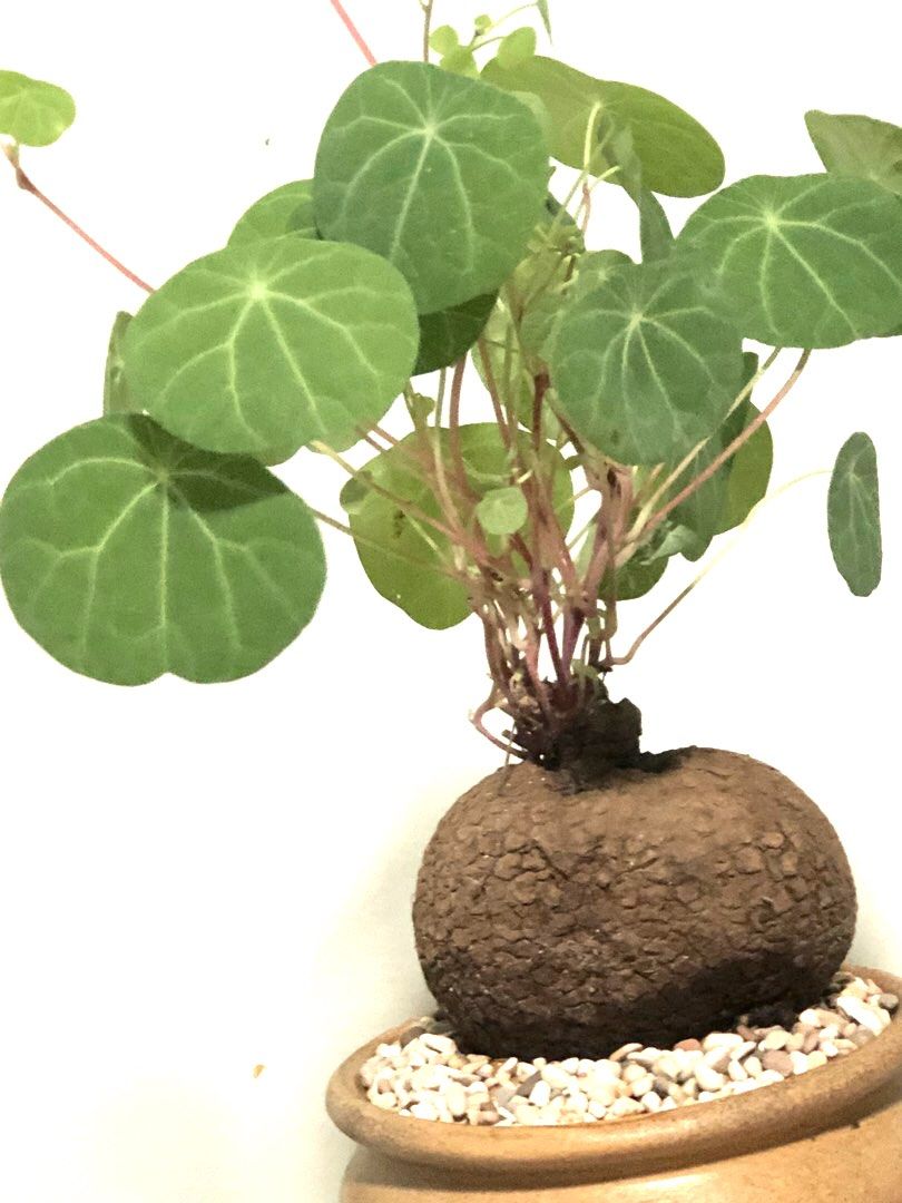 Stephania Cepharantha , Furniture & Home Living, Gardening, Plants ...