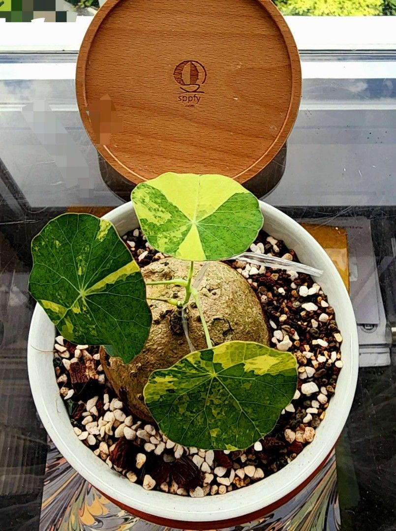 Stephania Erecta variegated(Rare), Furniture & Home Living, Gardening, Plants & Seeds on Carousell