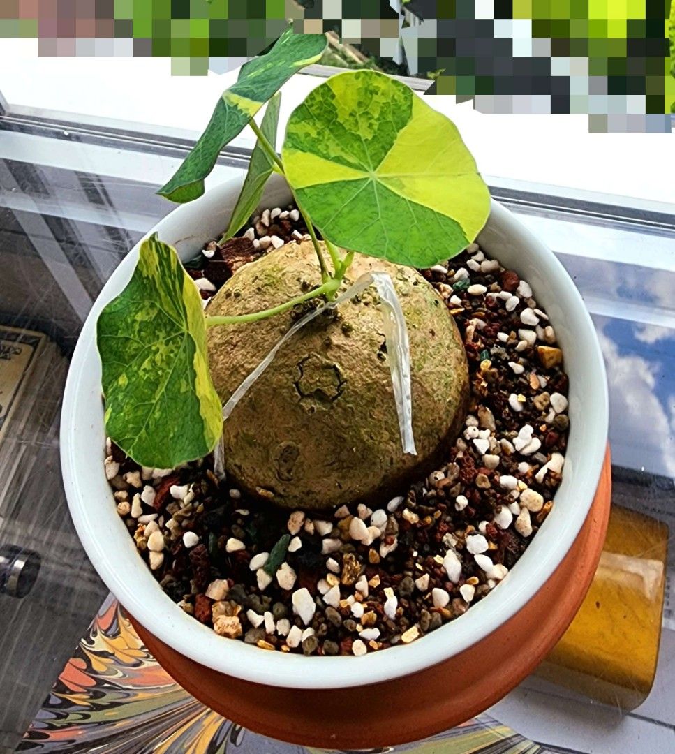 Stephania Erecta variegated(Rare), Furniture & Home Living, Gardening ...