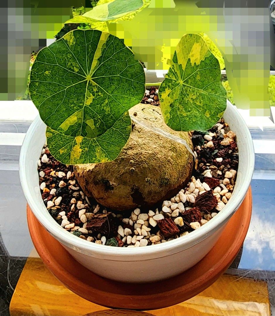 Stephania Erecta variegated(Rare), Furniture & Home Living, Gardening ...