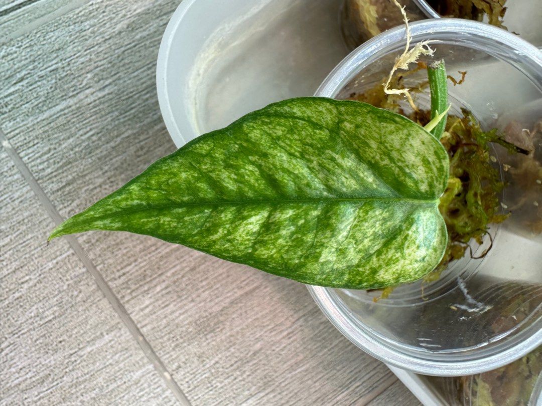 Variegated Epipremnum Cebu Blue Cuttings, Furniture & Home Living ...