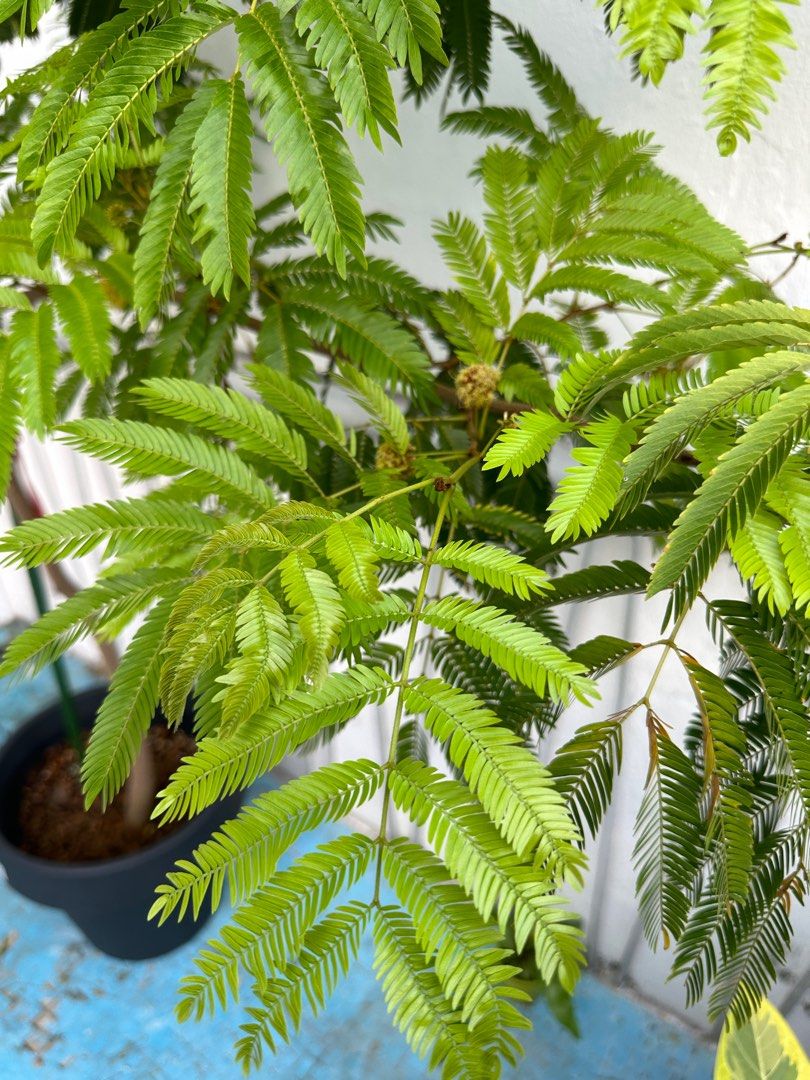 2m Pithecellobium Confertum (Everfresh) Tree, Furniture & Home Living ...