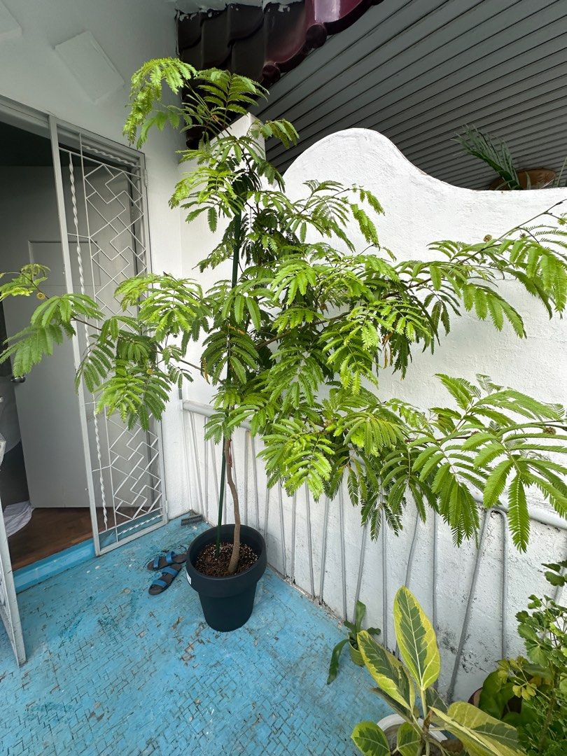 2m Pithecellobium Confertum (Everfresh) Tree, Furniture & Home Living ...