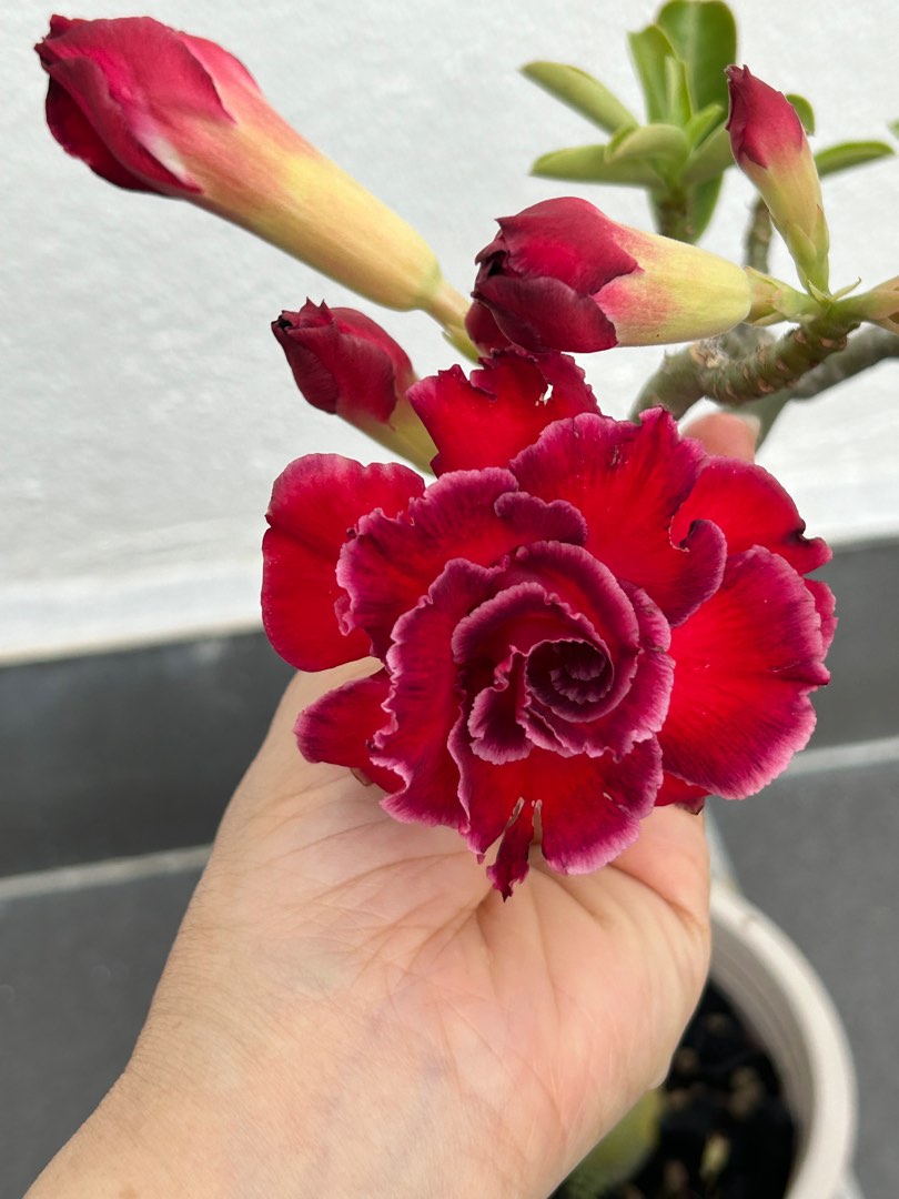 Adenium red 3-layer, Furniture & Home Living, Gardening, Plants & Seeds ...