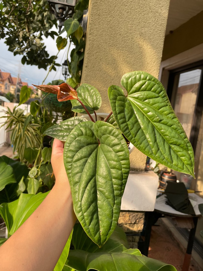 Anthurium Radicans, Furniture & Home Living, Gardening, Plants & Seeds ...