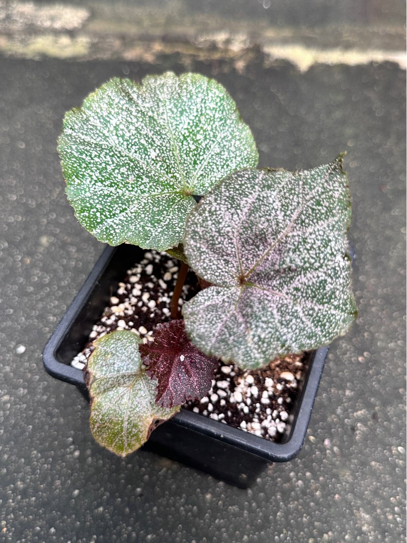 Begonia Robin, Furniture & Home Living, Gardening, Plants & Seeds on ...