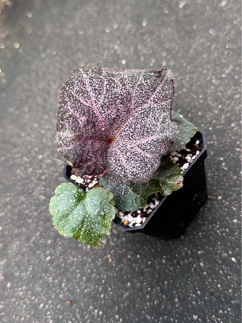 Begonia Robin, Furniture & Home Living, Gardening, Plants & Seeds on ...