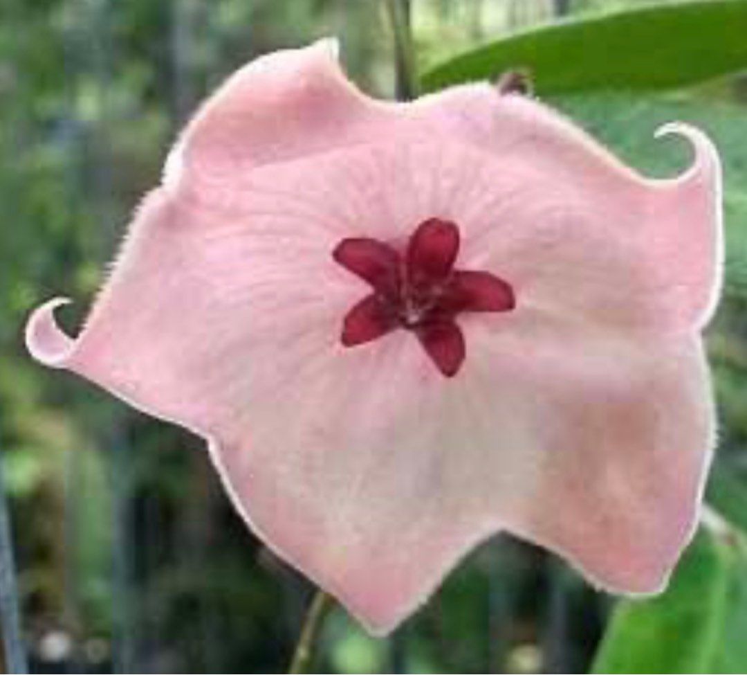 HOYA PATELLA PINK - $16, Furniture & Home Living, Gardening, Plants ...