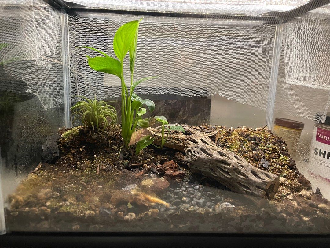 ISOPOD terrarium, Pet Supplies, Homes & Other Pet Accessories on Carousell