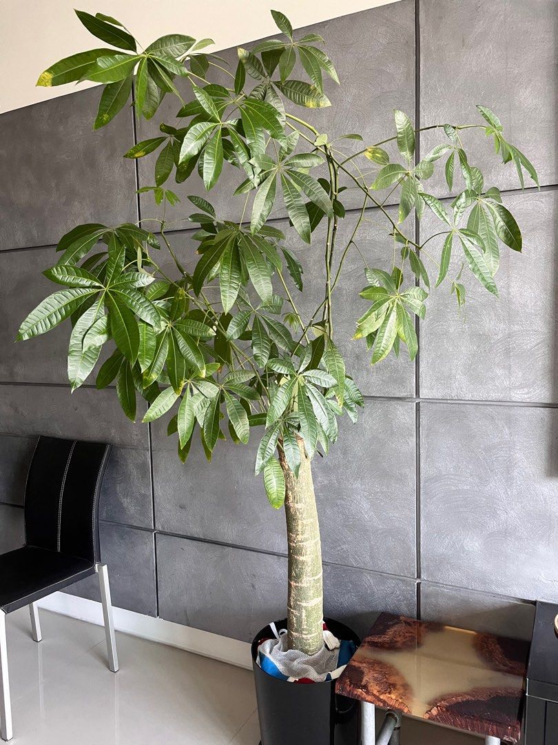 Low Maintenance Indoor Tree (~2m), Furniture & Home Living, Gardening ...