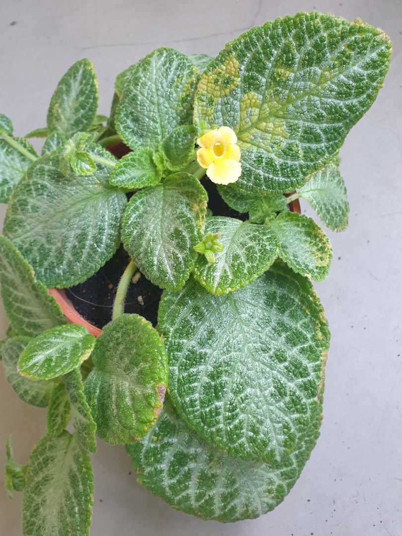 Mother Plant Episcia My Precious Yellow Colour Pot 15cm height 12-15cm ...