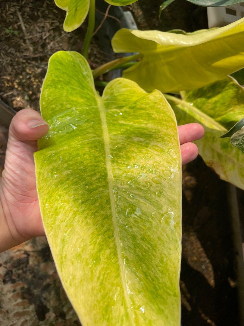 Philodendron Golden Calkins, Furniture & Home Living, Gardening, Plants ...