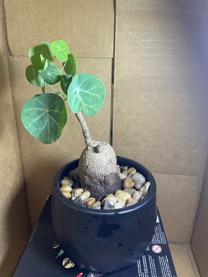 Stephania Erecta, Furniture & Home Living, Gardening, Plants & Seeds on ...