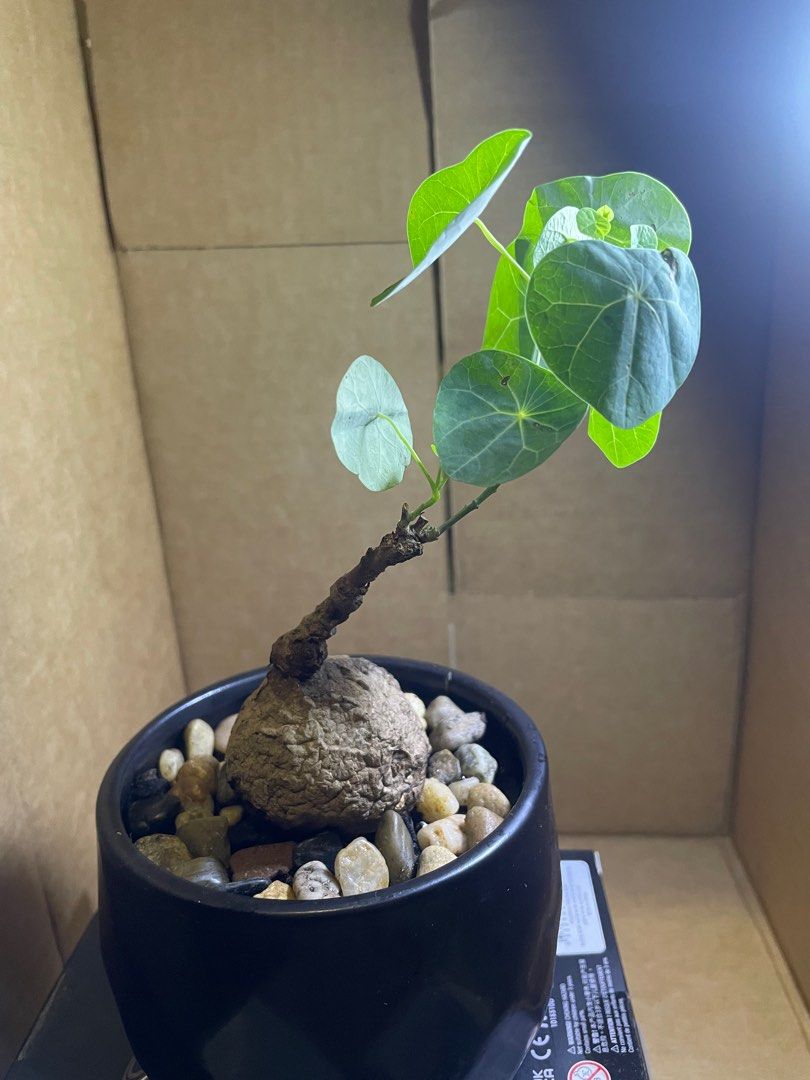 Stephania Erecta (Bonsai Shape), Furniture & Home Living, Gardening ...