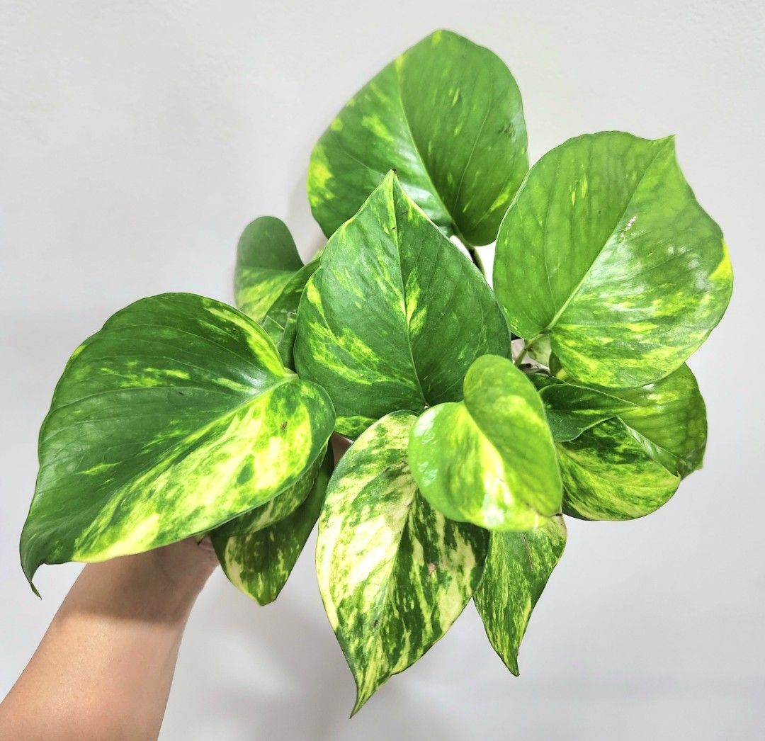 Variegated pothos, Furniture & Home Living, Gardening, Plants & Seeds ...