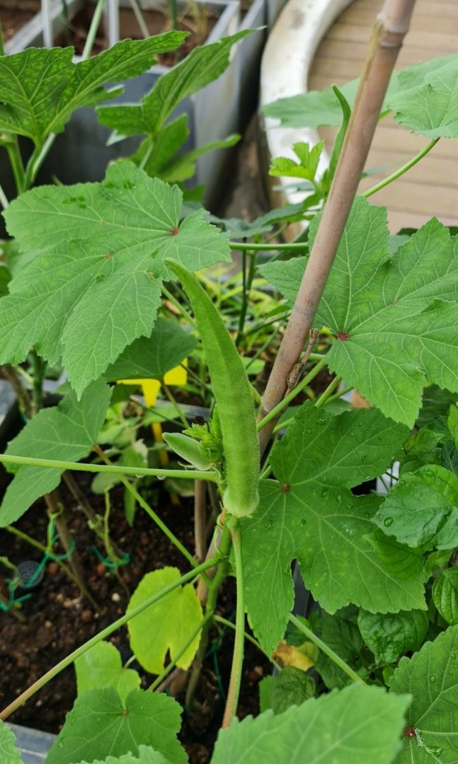White okra seedling, Furniture & Home Living, Gardening, Plants & Seeds ...