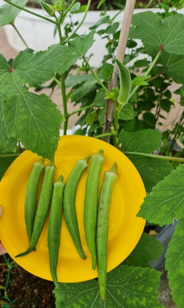 White okra seedling, Furniture & Home Living, Gardening, Plants & Seeds ...