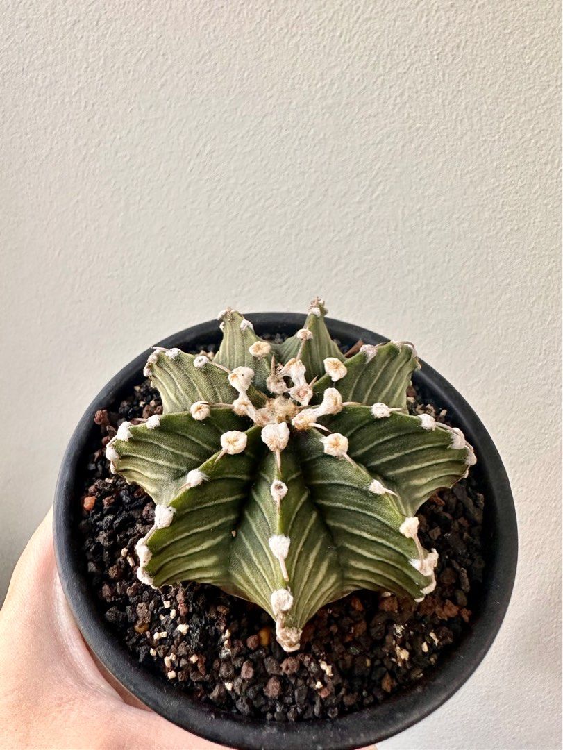 Gymnocalycium stenopleurum var 肋骨牡丹, Furniture & Home Living, Gardening ...