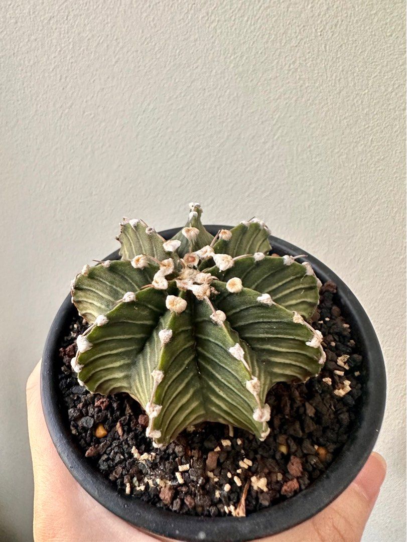 Gymnocalycium stenopleurum var 肋骨牡丹, Furniture & Home Living, Gardening ...