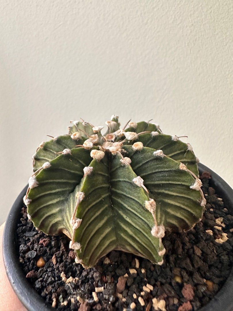 Gymnocalycium stenopleurum var 肋骨牡丹, Furniture & Home Living, Gardening ...