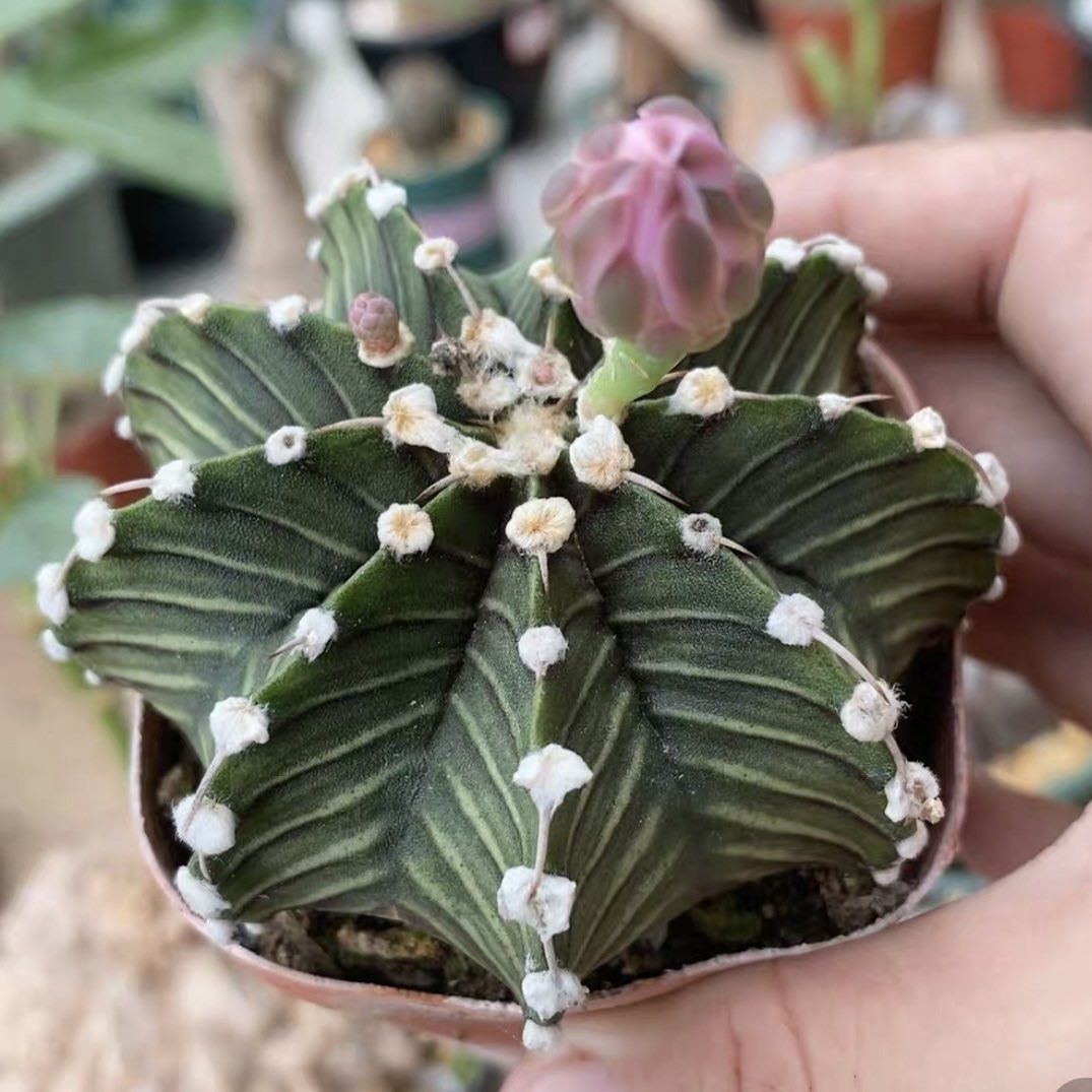 Gymnocalycium stenopleurum var 肋骨牡丹, Furniture & Home Living, Gardening ...