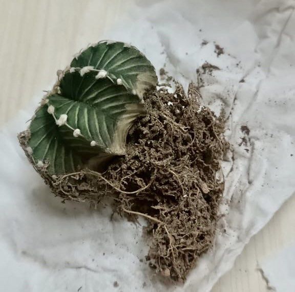 Gymnocalycium stenopleurum var 肋骨牡丹, Furniture & Home Living, Gardening ...