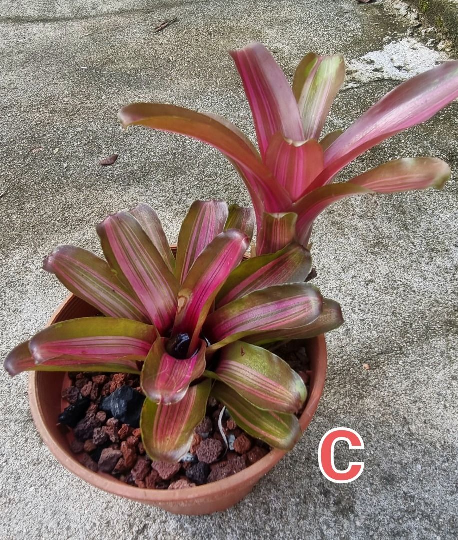 Mini Bromeliads, Furniture & Home Living, Gardening, Plants & Seeds on ...