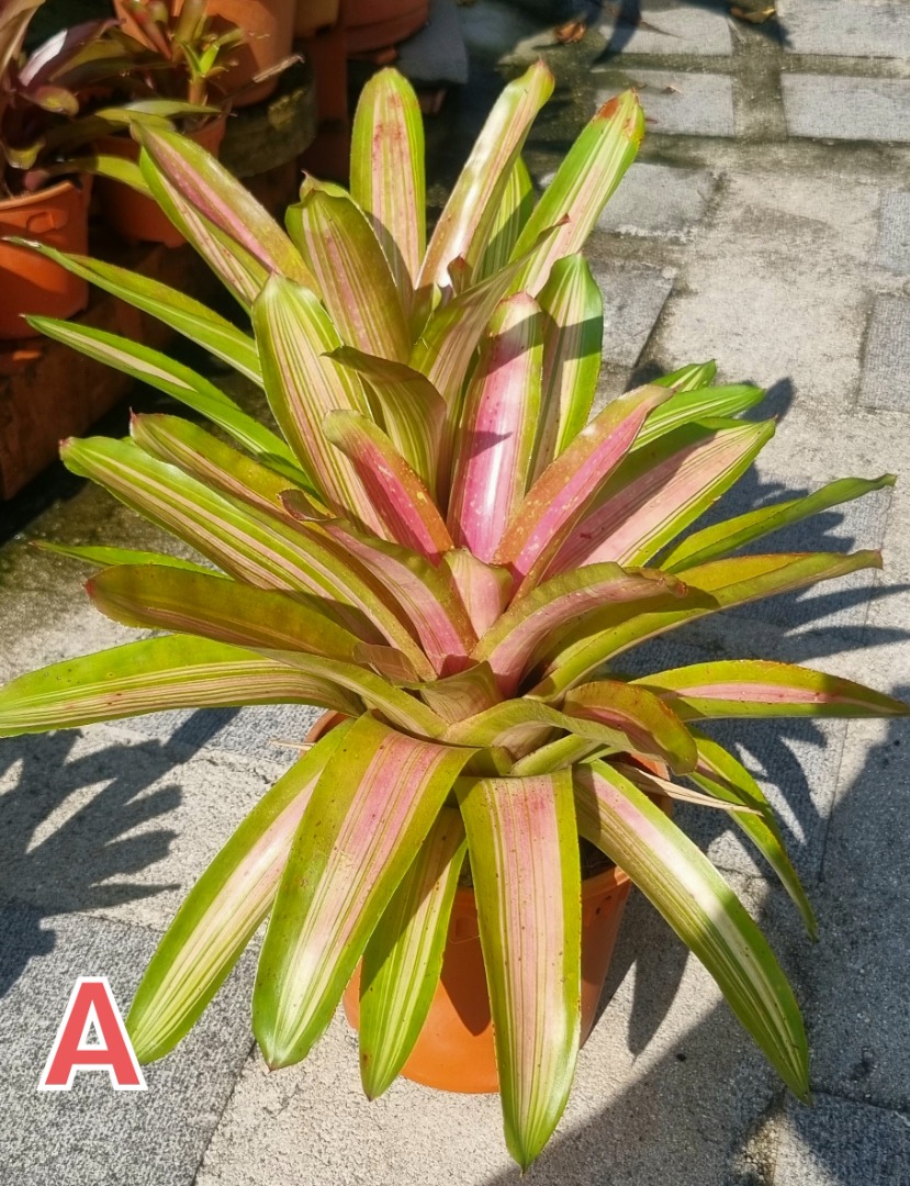 Mini Bromeliads, Furniture & Home Living, Gardening, Plants & Seeds on ...