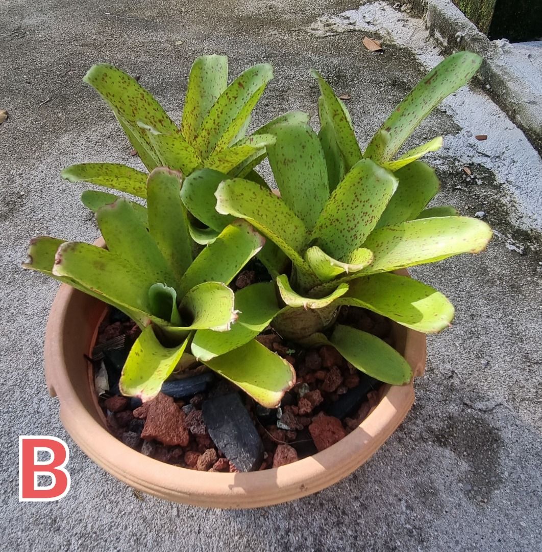 Mini Bromeliads, Furniture & Home Living, Gardening, Plants & Seeds on ...