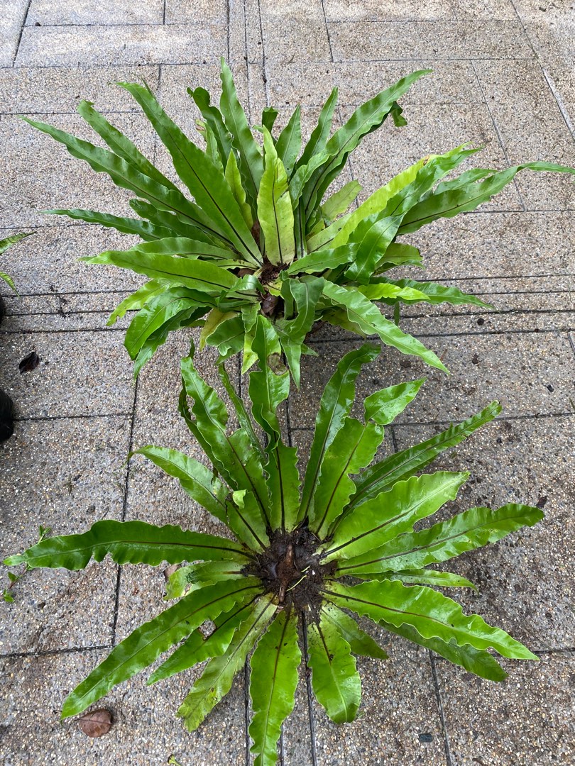 Pakpak Lawin Birds Nest, Furniture & Home Living, Gardening, Plants ...